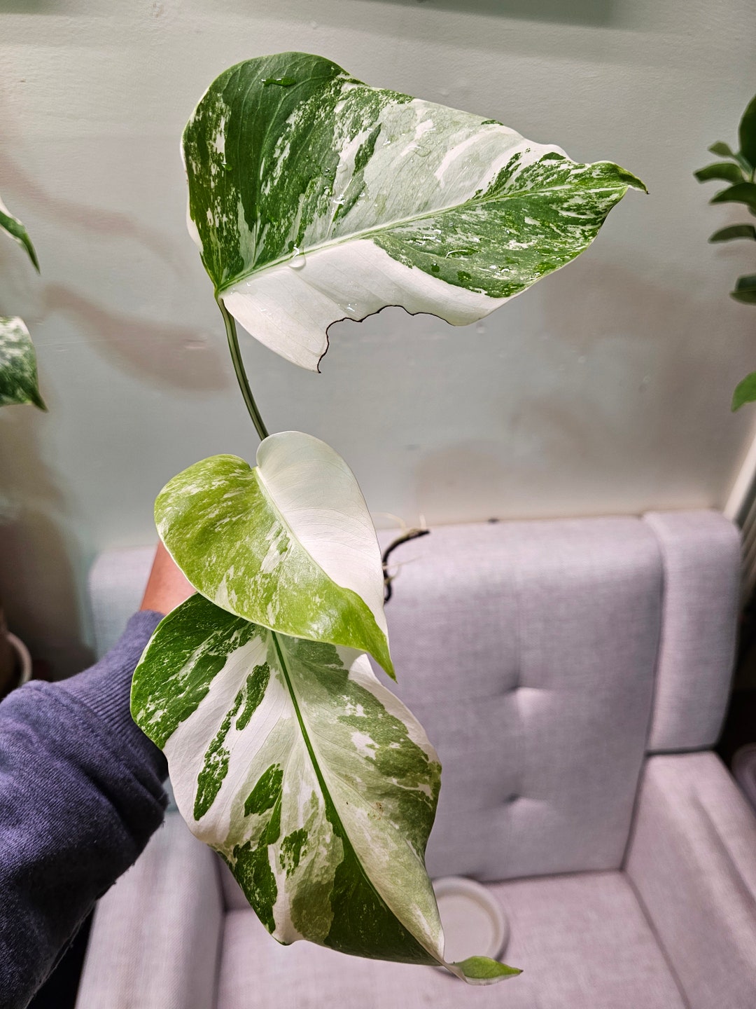 Monstera Deliciousa Albo small Form Aka Borsigiana - Etsy