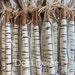 Chocolate Birch Bark Pretzel Rods | Individually Wrapped | Birch Wood ...