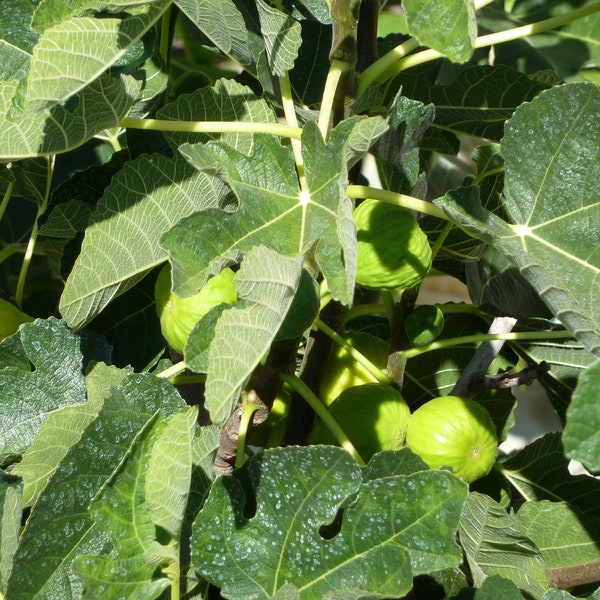 Smith Fig Tree - Etsy