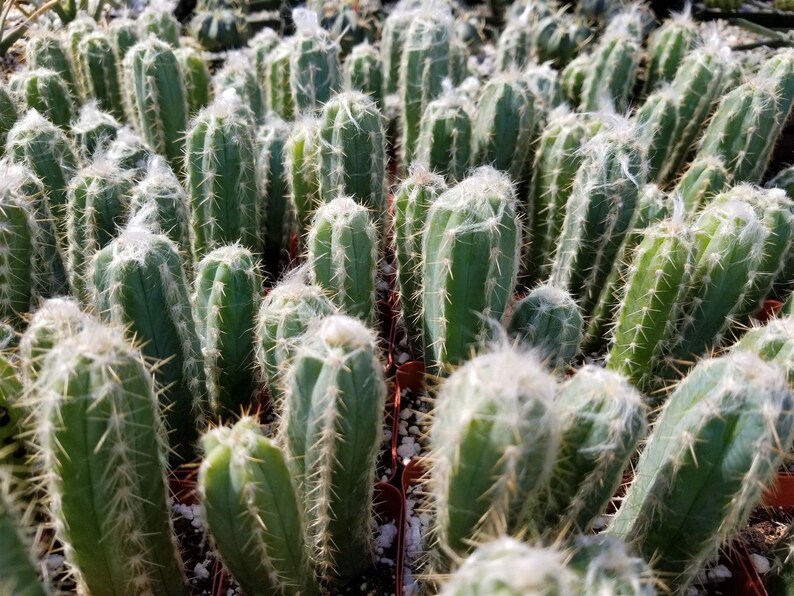 Pilosocereus Cephalocereus Palmeri - Etsy