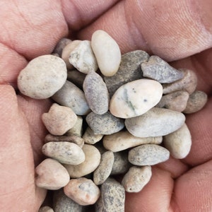 1 Lb 3/8 Del Rio Pebble River Rock Cactus and Succulent Top Soil ...