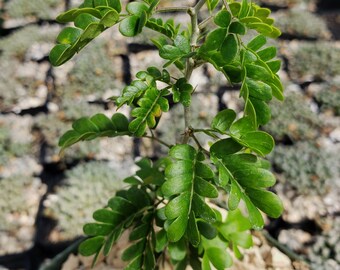 Texas Ebony Tree or Pithecellobium Flexicaule 10 Seeds - Etsy