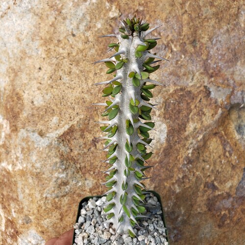 False Ocotillo 2 Plants Fully Rooted Procera Drought - Etsy