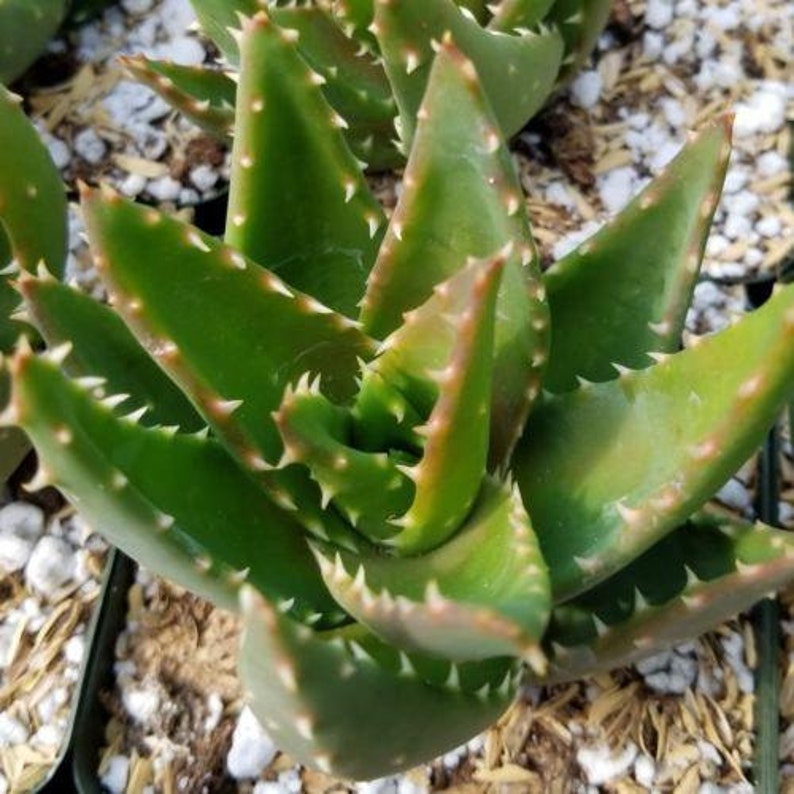 Aloe Nobilis Golden Toothed Aloe - Etsy