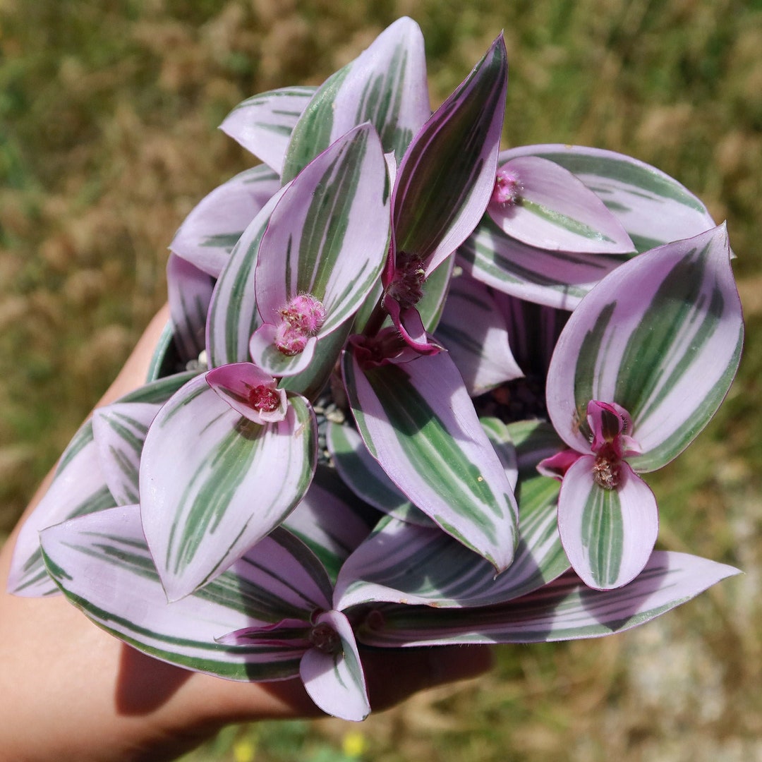 Wandering Jew Live Plant, Spiderwort Tradescantia Albiflora Nanouk ...