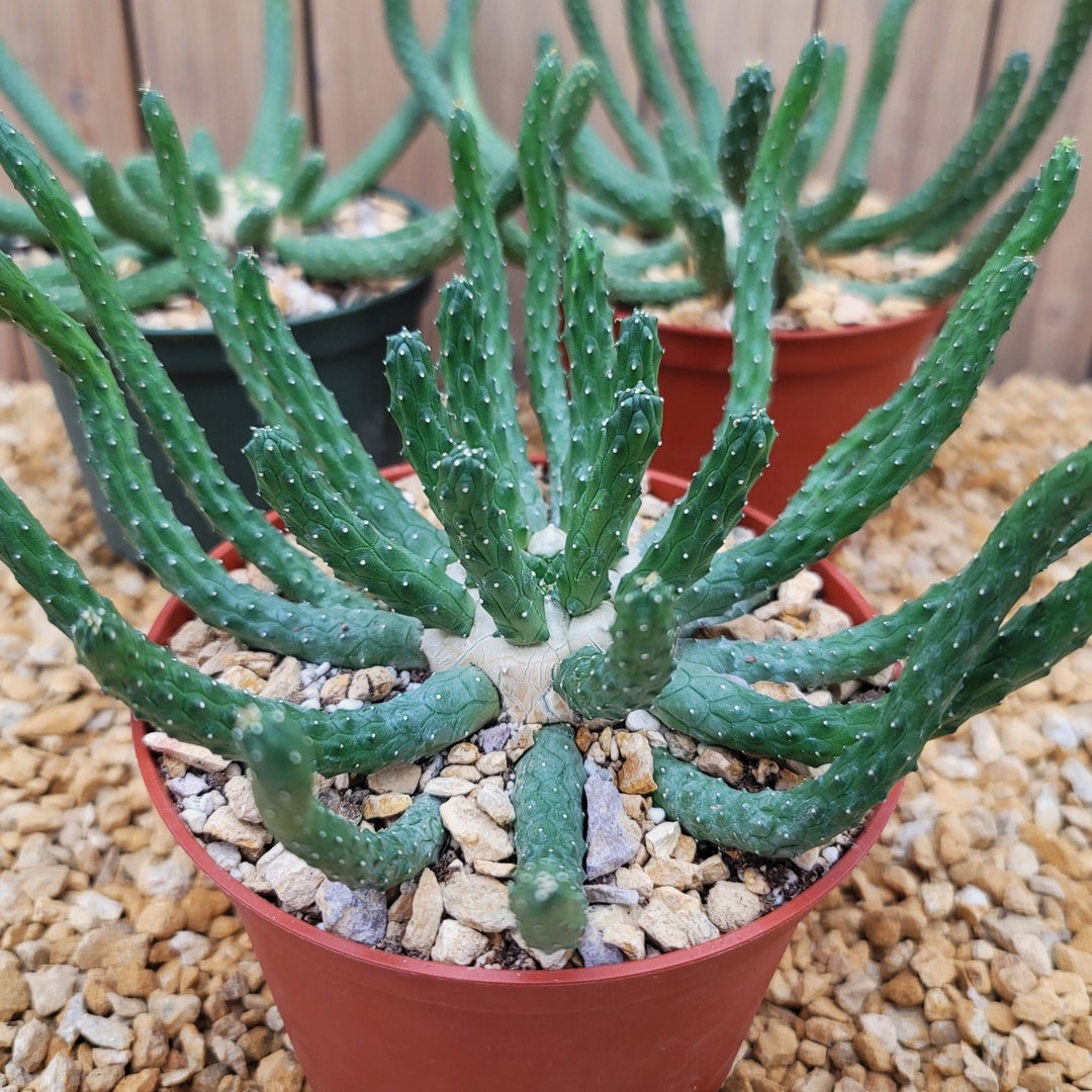 Euphorbia Esculenta Inhermis Large - Etsy