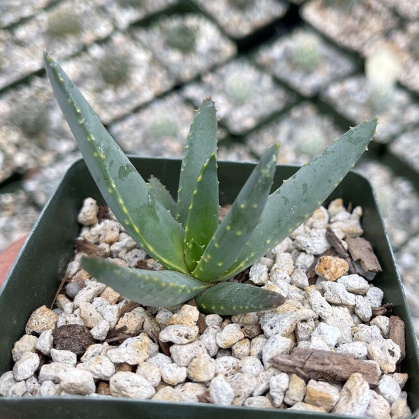 Rare Aloe - Etsy