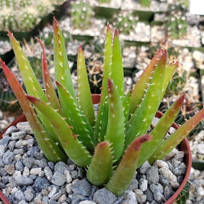 Aloe vera chinensis Cactus Cacti Real Succulent Live Plant | Etsy