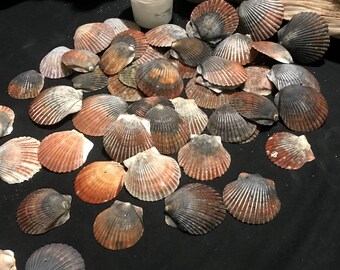 Black seashells | Etsy