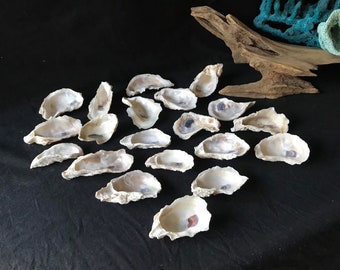Shells for sale | Etsy