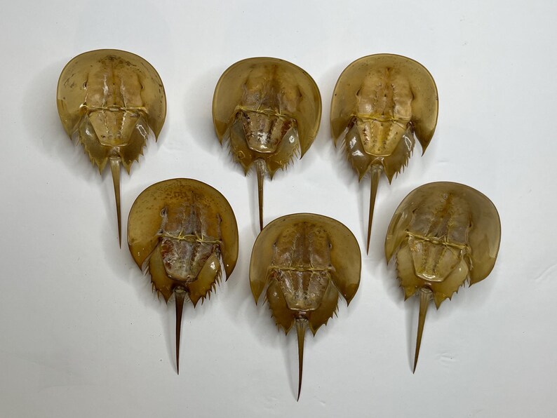 6” to 7” Horseshoe Crab Molts (2 Ct) - Etsy