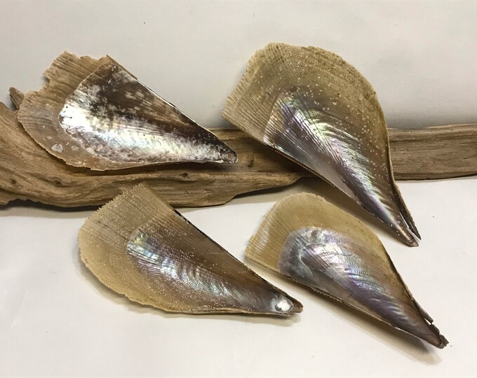 Extra Large Florida Saw Tooth Pen Shells Seashell Art Craft Shells 4 Ct - Etsy