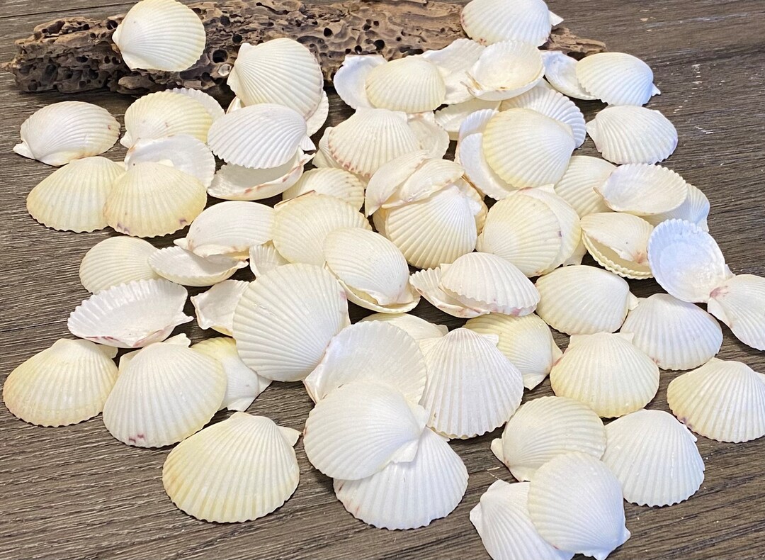 Assortment of White Scallop Shells Beach Craft Supplies - Etsy
