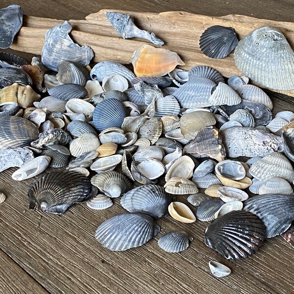 Black Seashells - Etsy