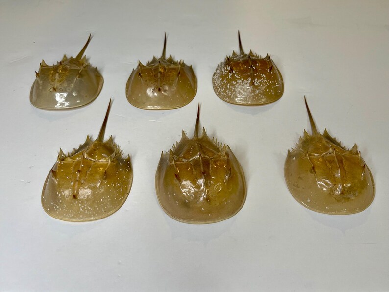 6” to 7” Horseshoe Crab Molts (2 Ct) - Etsy