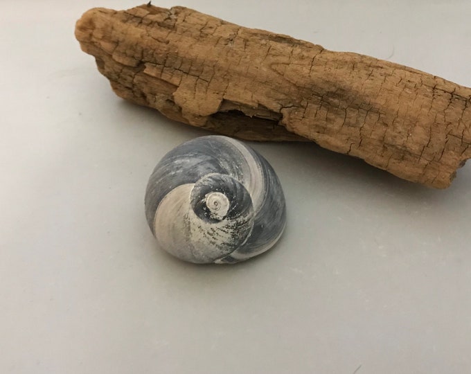 Large Florida Shark Eye Shell Seashell Art Beach Decor Collectible - Etsy