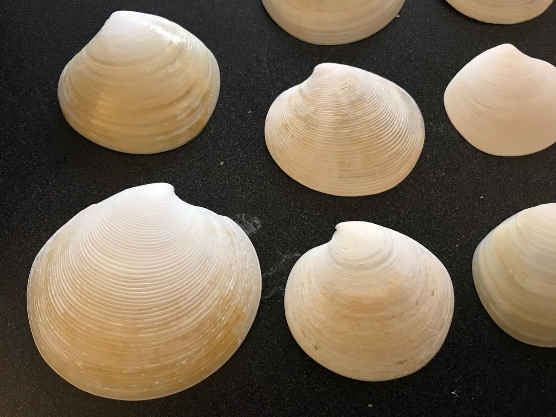 Custom Order. White Clam Shells. | Etsy