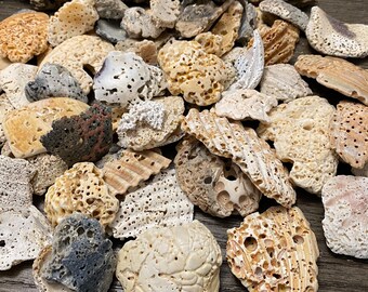 Seashells With Holes - Etsy