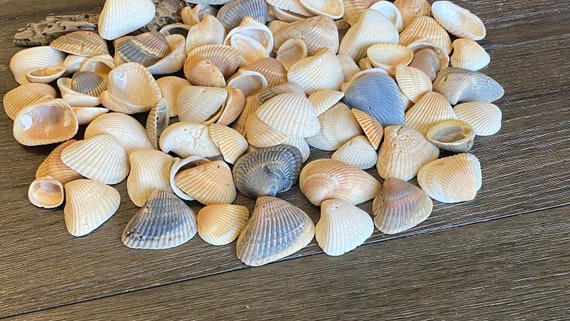 Common Florida Seashells