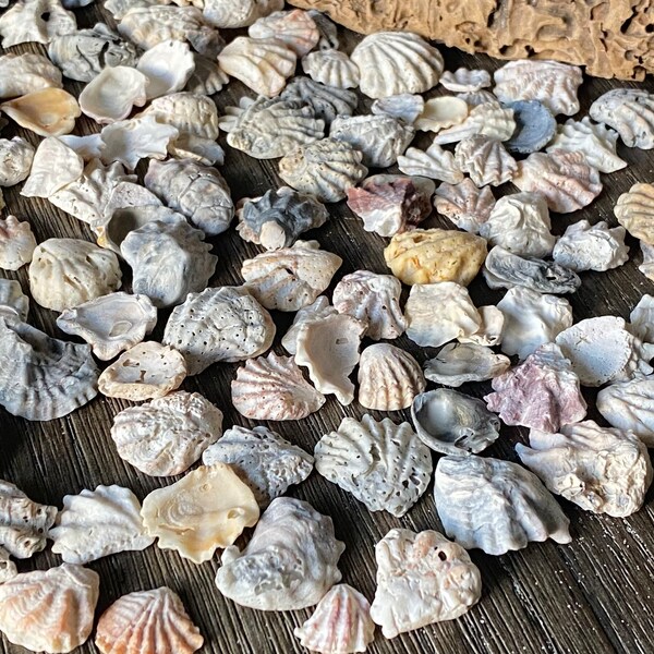 Cats Paw Shell - Etsy