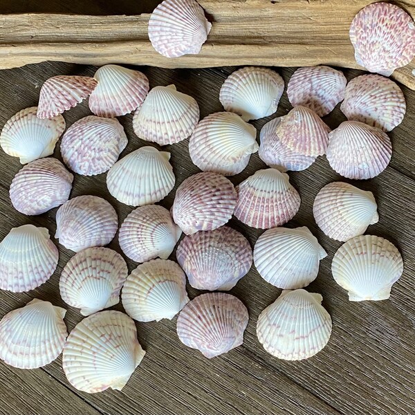 Calico Scallop Shell - Etsy