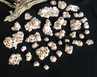 Shell cluster | Etsy