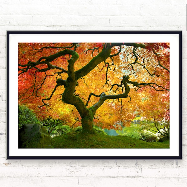 Japanese Maple - Etsy