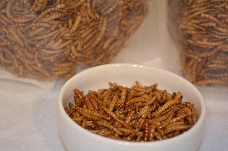Non-gmo Dried Mealworms - High-protein Meal Worm Treats -perfect for ...