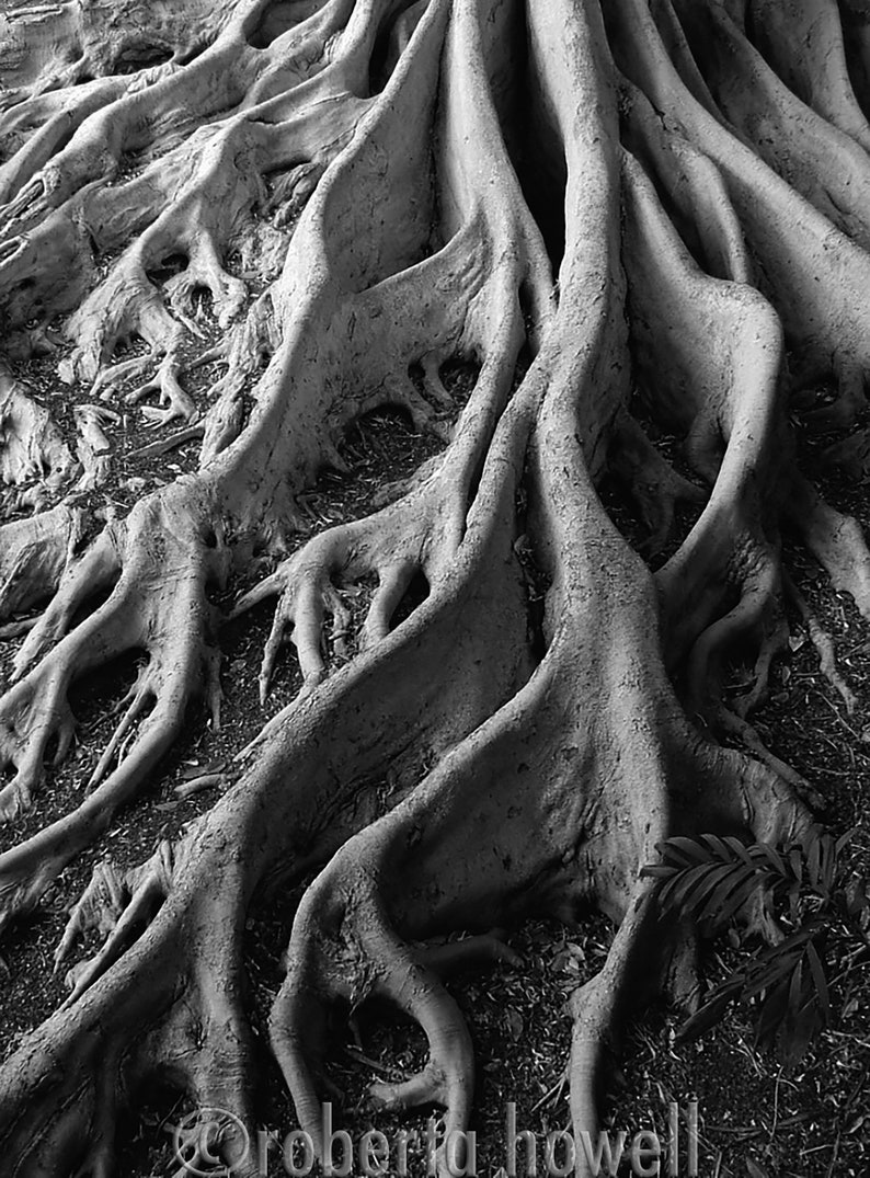 San Diego Roots - Etsy