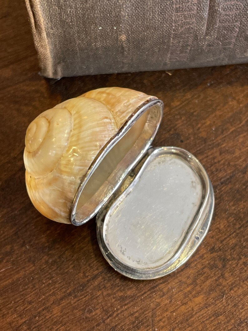 RARE 19th Century SNAIL Shell & Sterling Snuff Box - Etsy