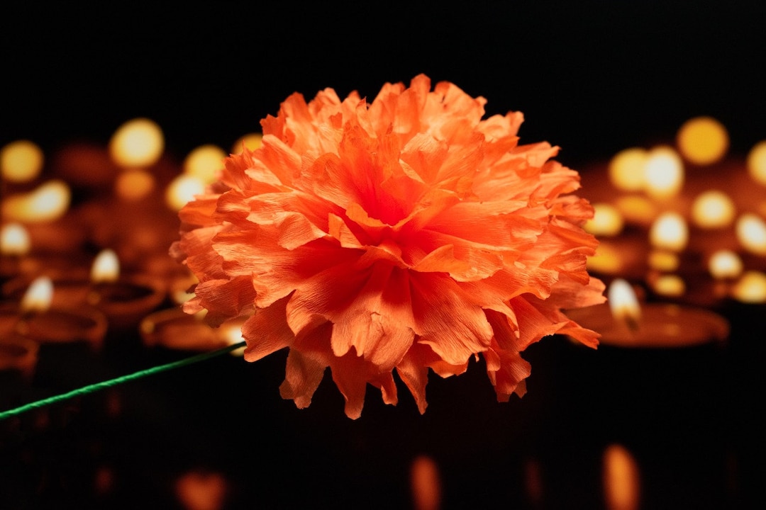 Set of Orange Cempasuchil Flower - Day of the Dead Flower - Marigold ...