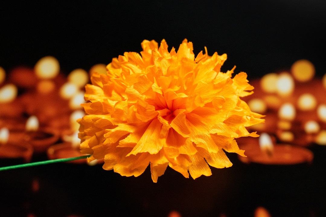 Set of Yellow Cempasuchil Flower - Day of the Dead Flower - Marigold ...