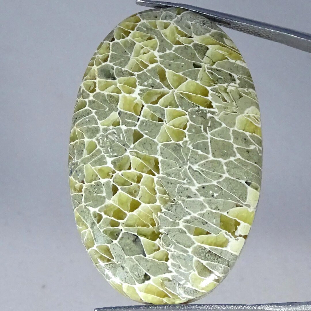 Natural Fossilized Coral Healing Gemstone/ Brown Coral Cabochon/ Coral ...