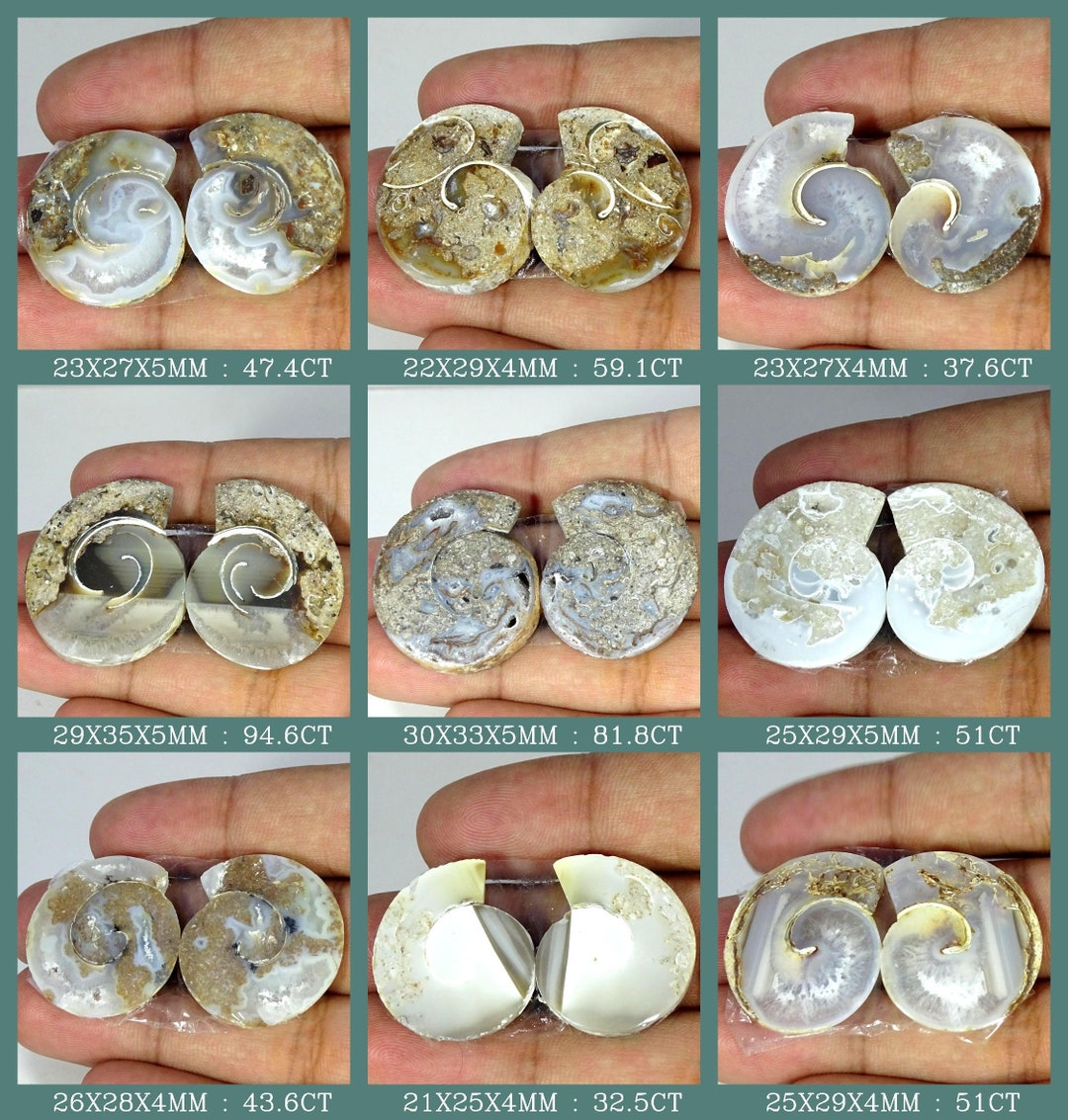 Natural Fossil Snail Cabochon Pair, Multi Color Gemstone, Fossil Snail ...