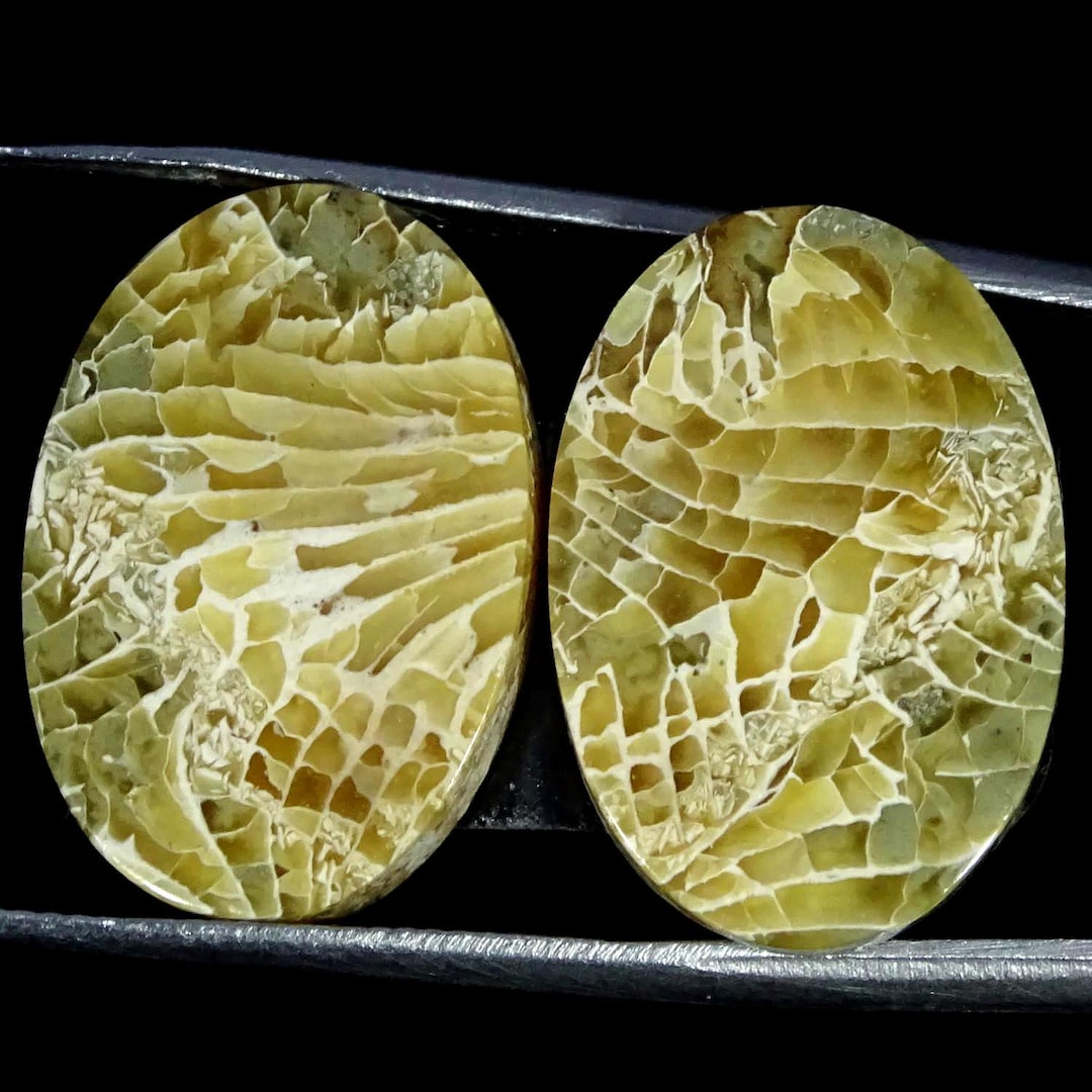 Natural Fossilized Coral Healing Gemstone/ Brown Coral Cabochon Pair ...