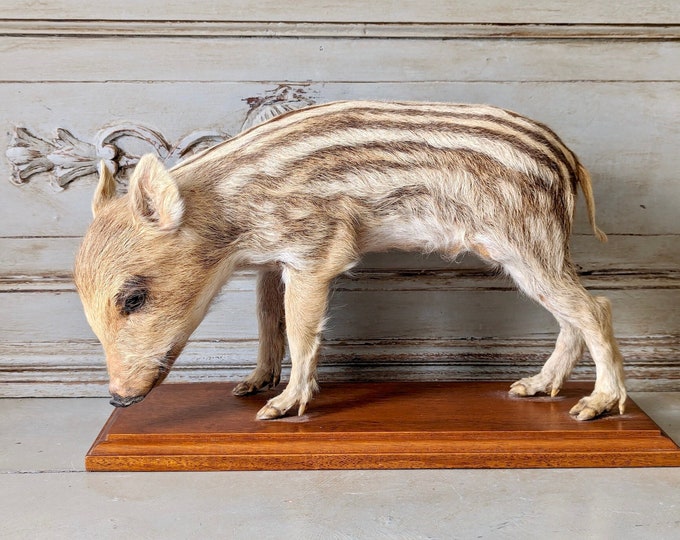 Vintage Taxidermy Piglet (wild Boar), Cabinet of Curiosities, Display ...