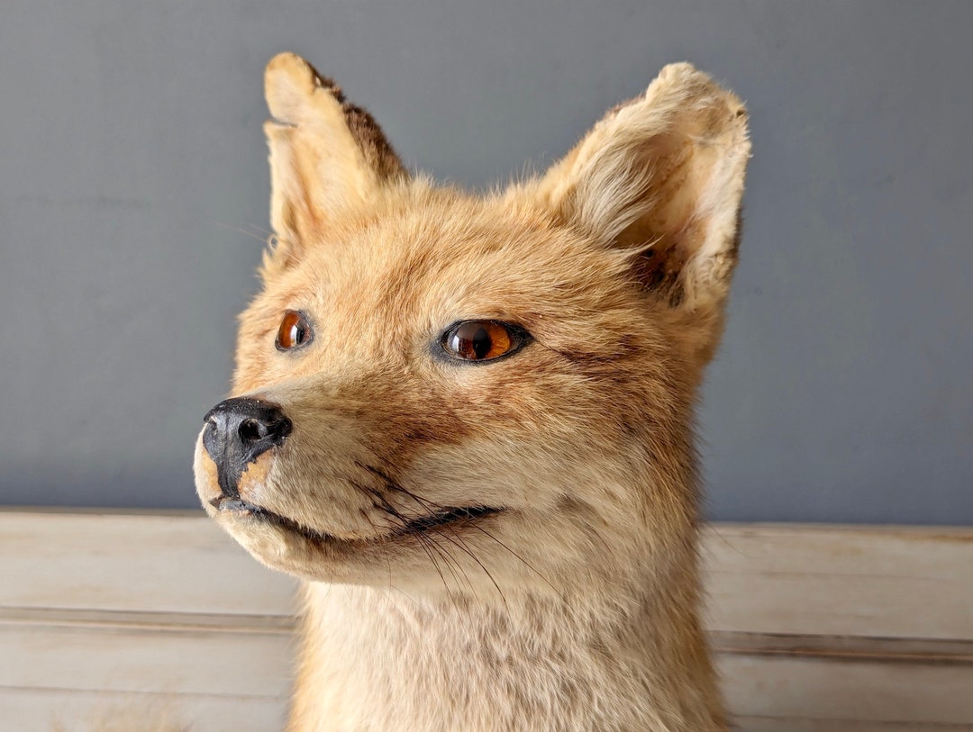 Amazing Vintage French Taxidermy Fox, Naturalised Fox, Zoology, Hunting ...