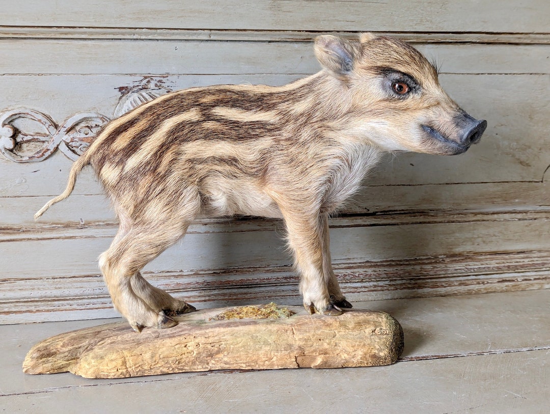 VERY CUTE Vintage Taxidermy Piglet wild Boar, Cabinet of Curiosities ...
