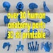Over 30 Human Anatomy Parts 3D Printable Stl - Etsy