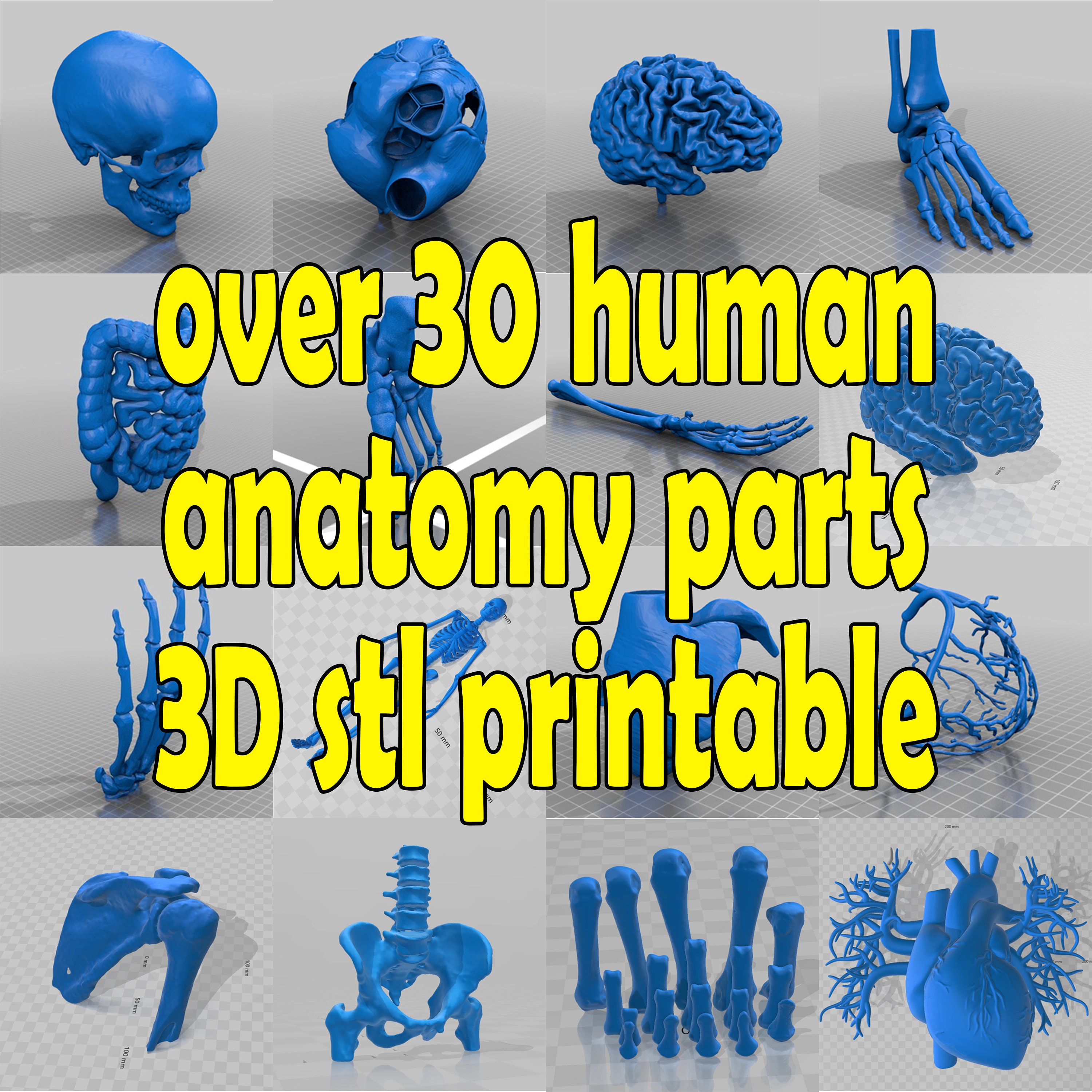 Over 30 Human Anatomy Parts 3D Printable Stl - Etsy