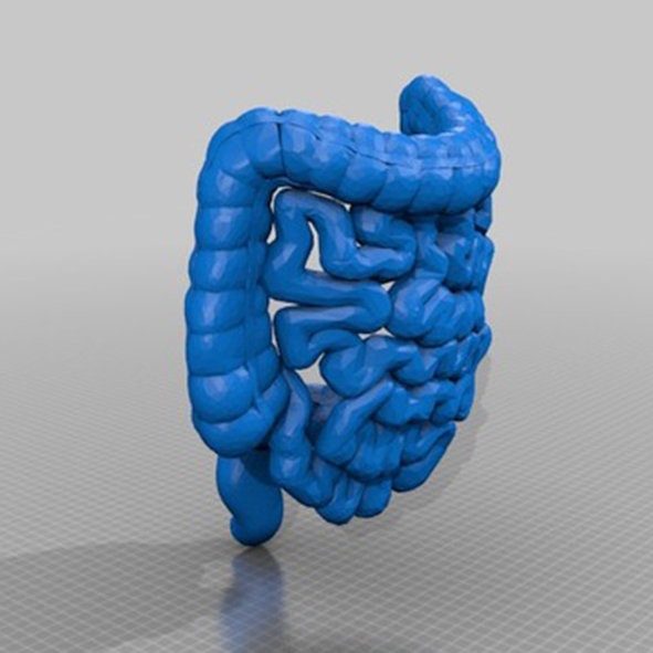 Over 30 Human Anatomy Parts 3D Printable Stl - Etsy