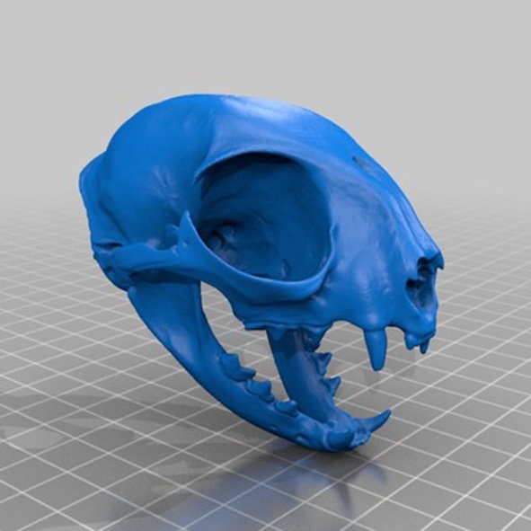 100 Animal Skeletons and Skulls - Stl Printable - Etsy