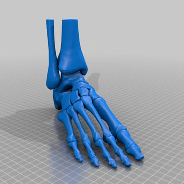 Over 30 Human Anatomy Parts 3D Printable Stl - Etsy