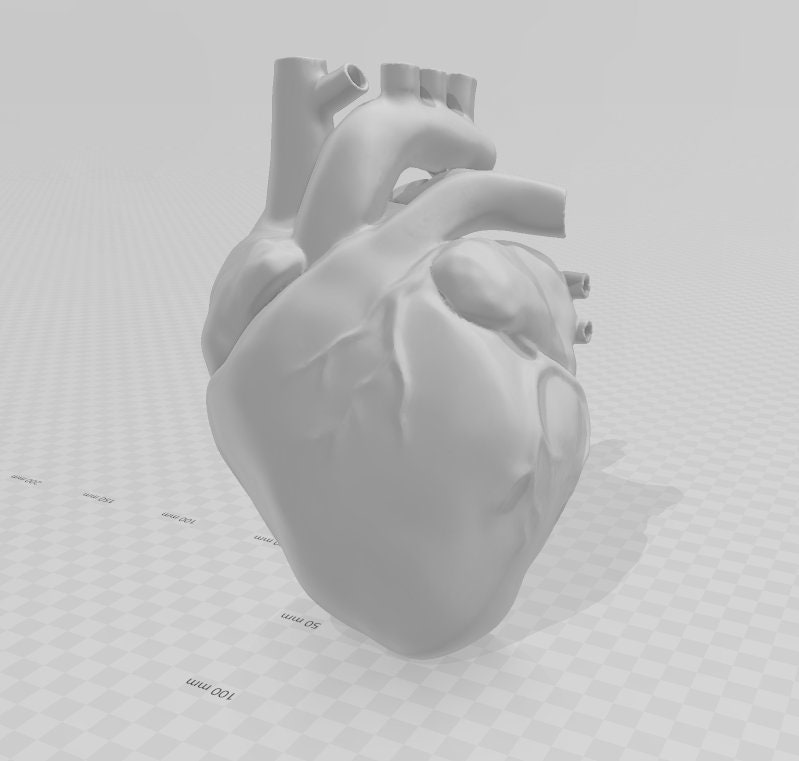 Anatomical Heart Vase - Stl Printable - Etsy