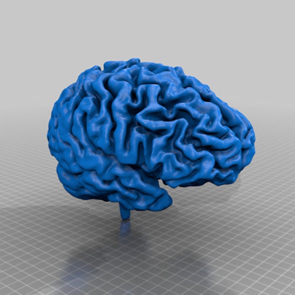 Over 30 Human Anatomy Parts 3D Printable Stl - Etsy