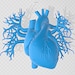 Over 30 Human Anatomy Parts- 3D Printable Stl - Etsy