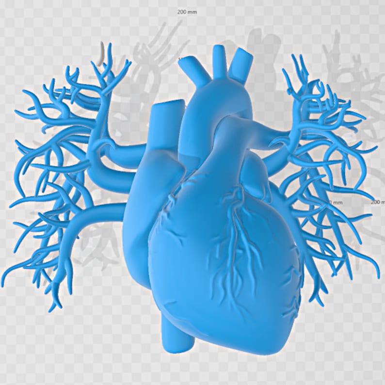 Over 30 Human Anatomy Parts- 3D Printable Stl - Etsy