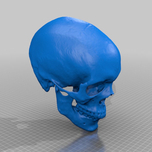 Over 30 Human Anatomy Parts 3D Printable Stl - Etsy