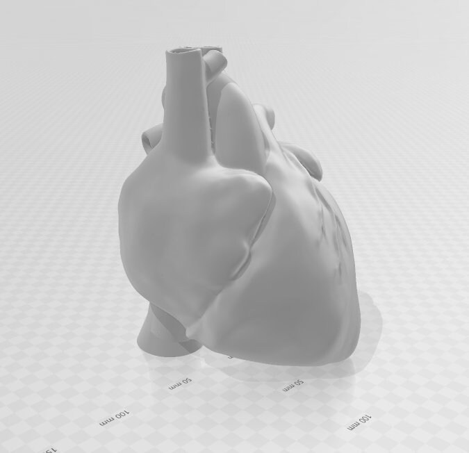 Anatomical Heart Vase Stl Printable - Etsy