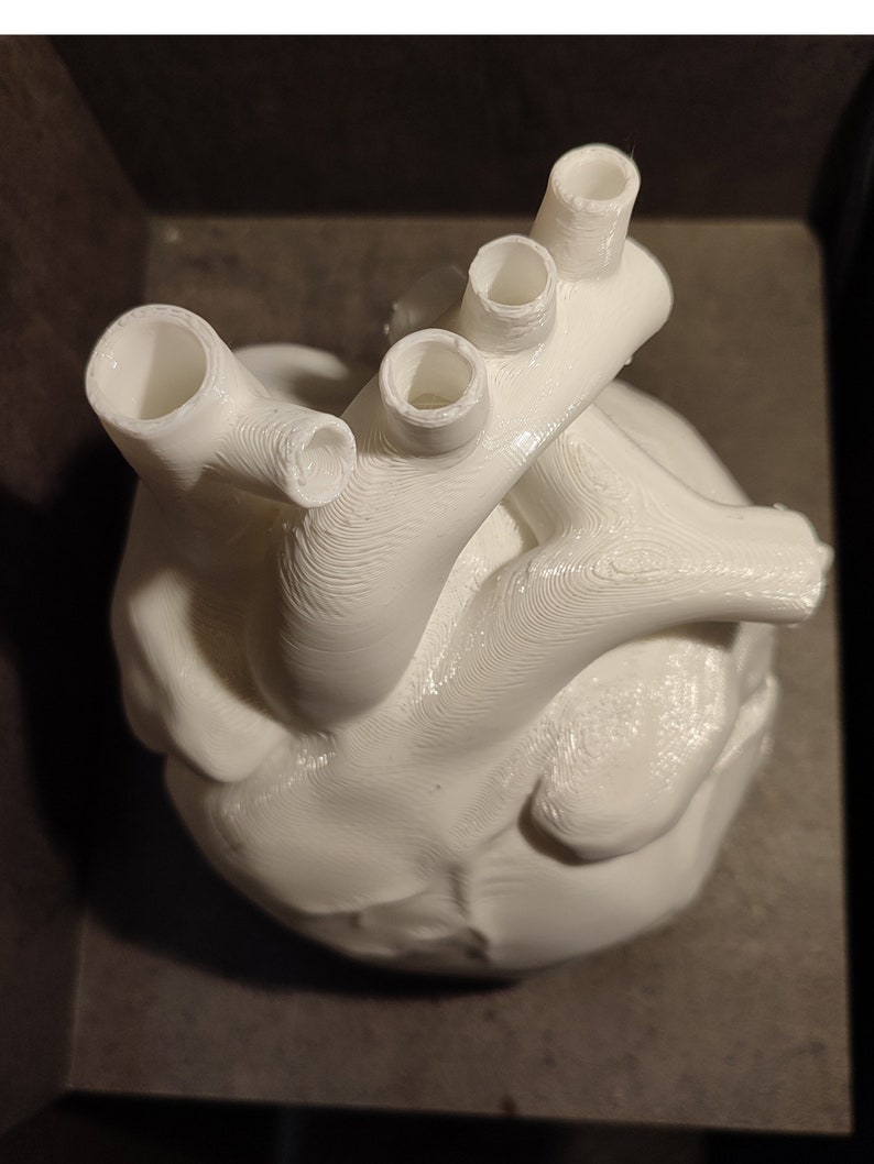 Anatomical Heart Vase - Stl Printable - Etsy